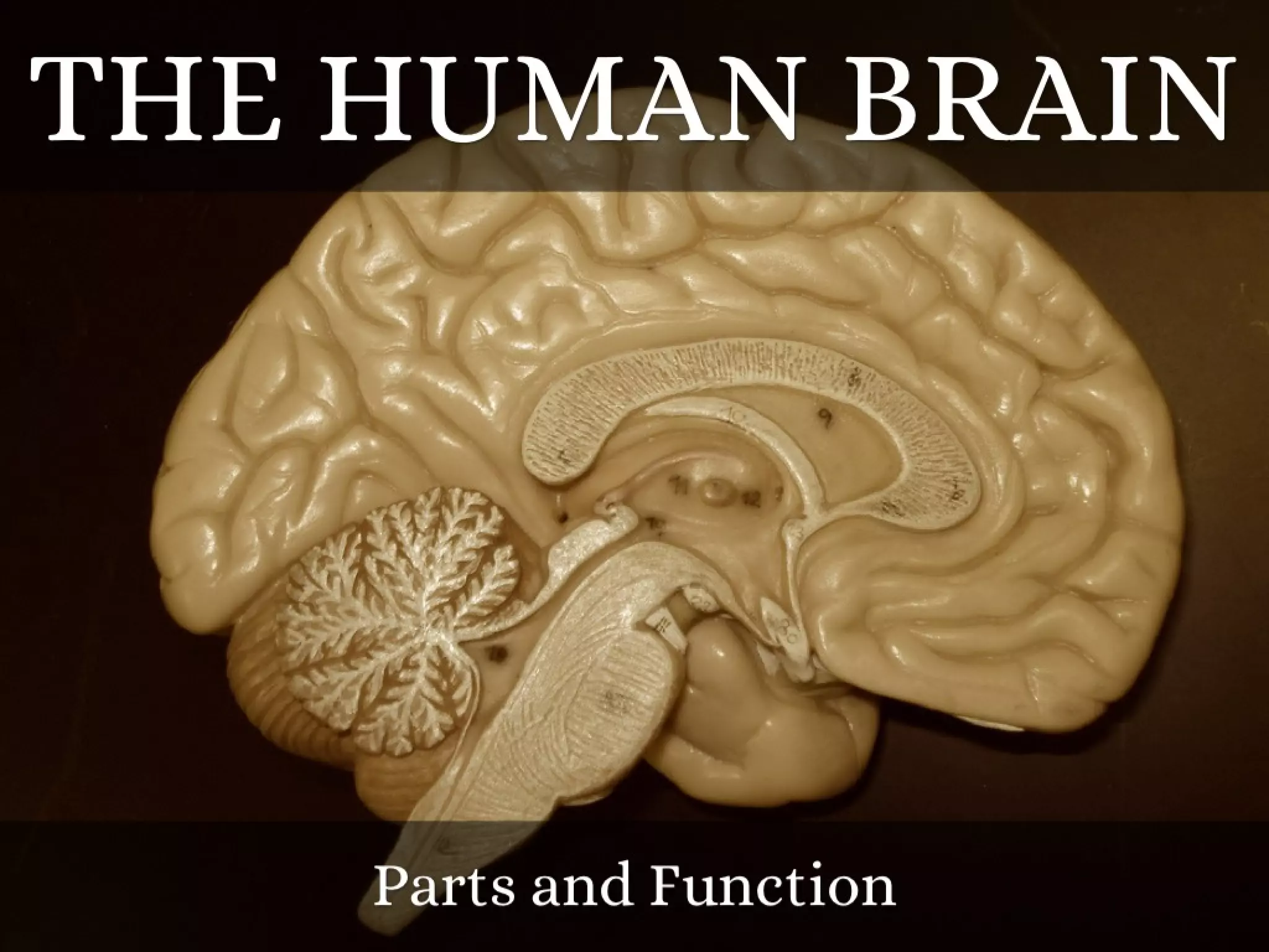 The Human Brain | PDF