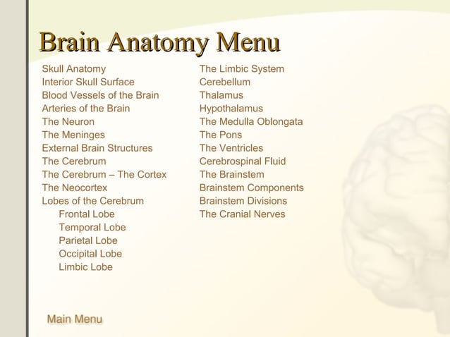 The human-brain-anatomy | PPT