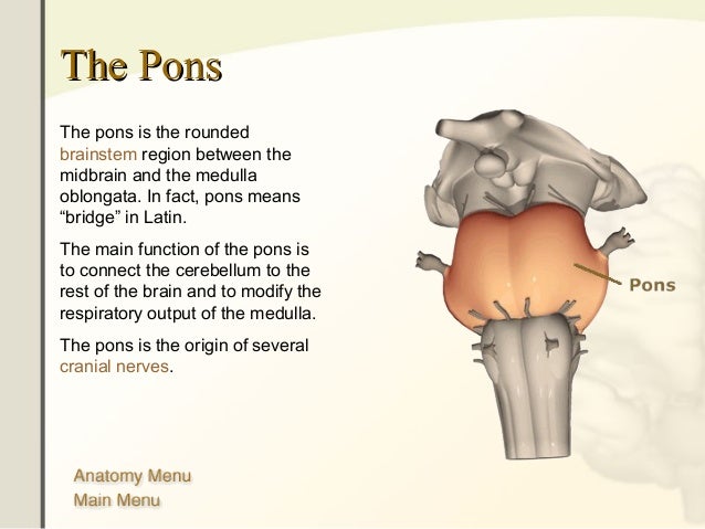 Location And Function Of The Pons In The Human Brain