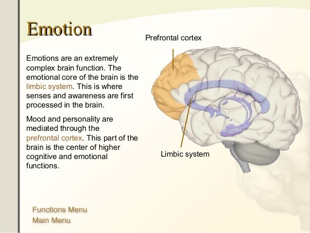 The human-brain-anatomy