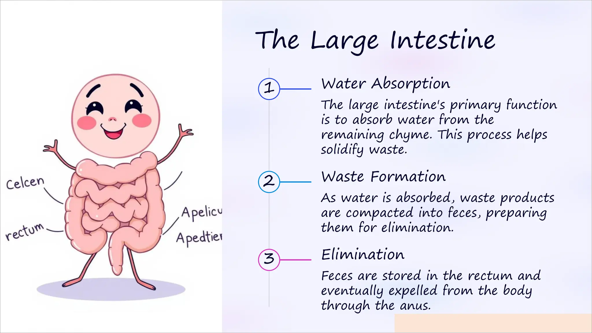 CH 15: The--Human--Digestive--System ppt | PDF
