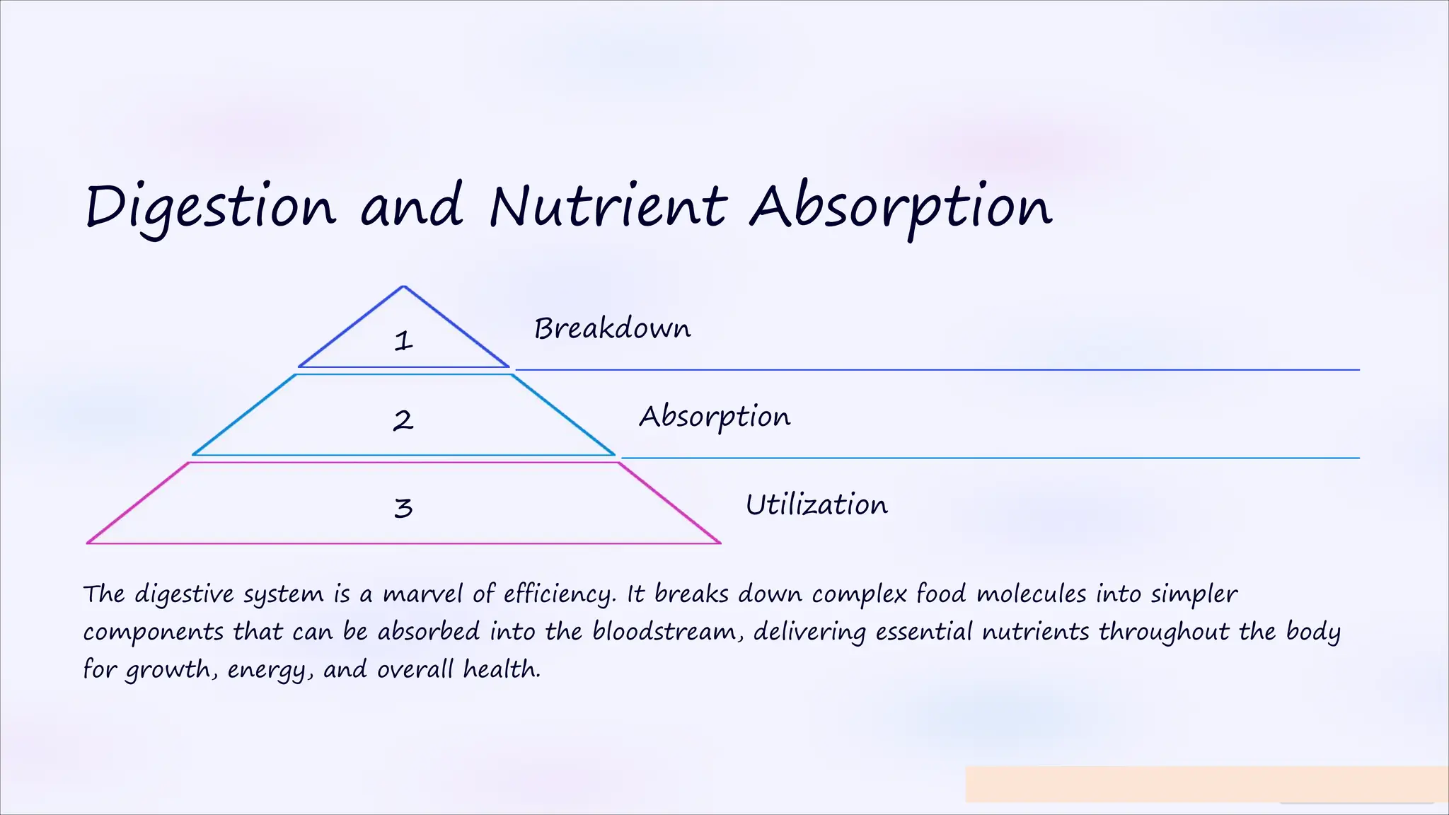 CH 15: The--Human--Digestive--System ppt | PDF