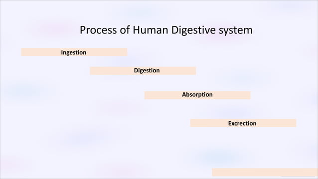 CH 15: The--Human--Digestive--System ppt | PDF