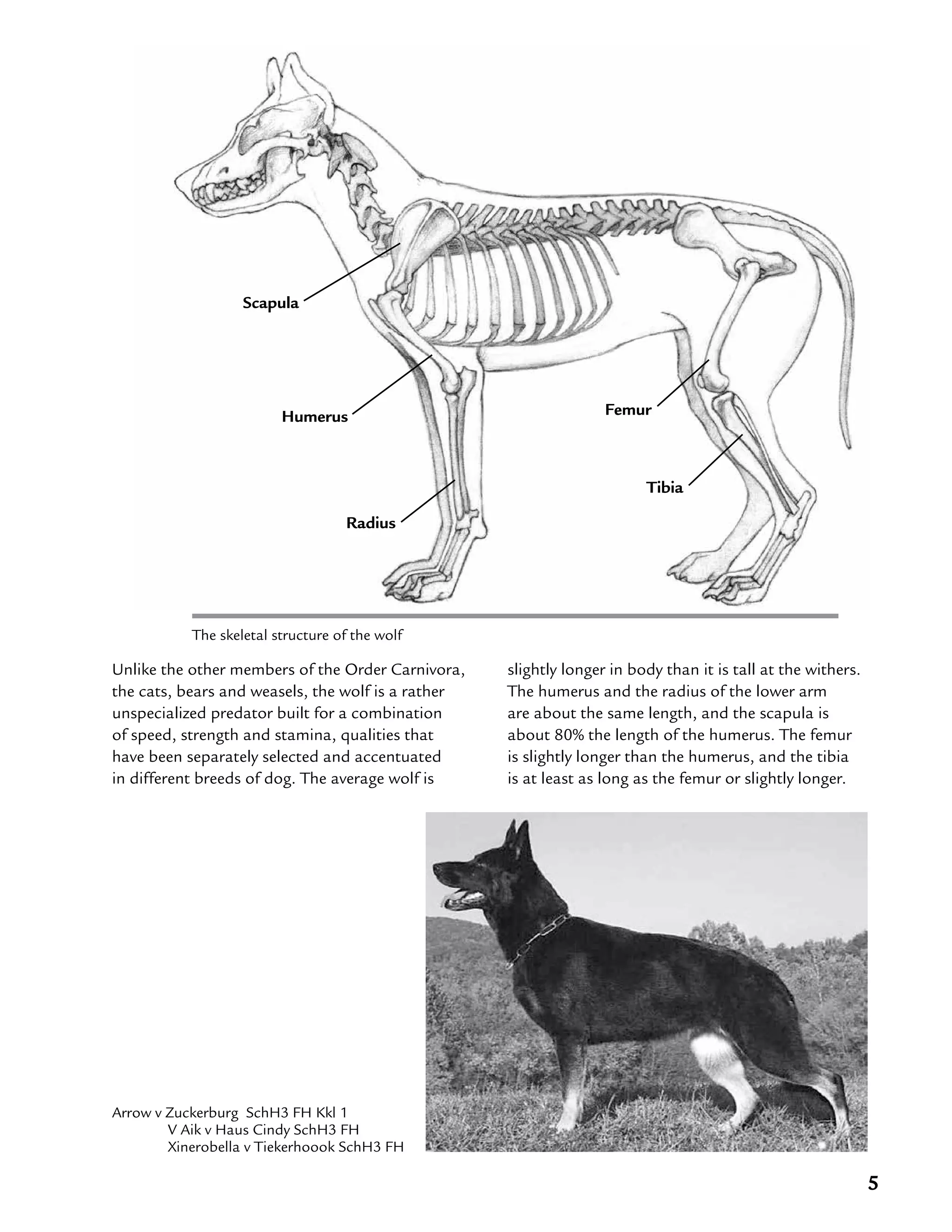 The illustrated-standard-for-the-german-shepherd-dog | PDF