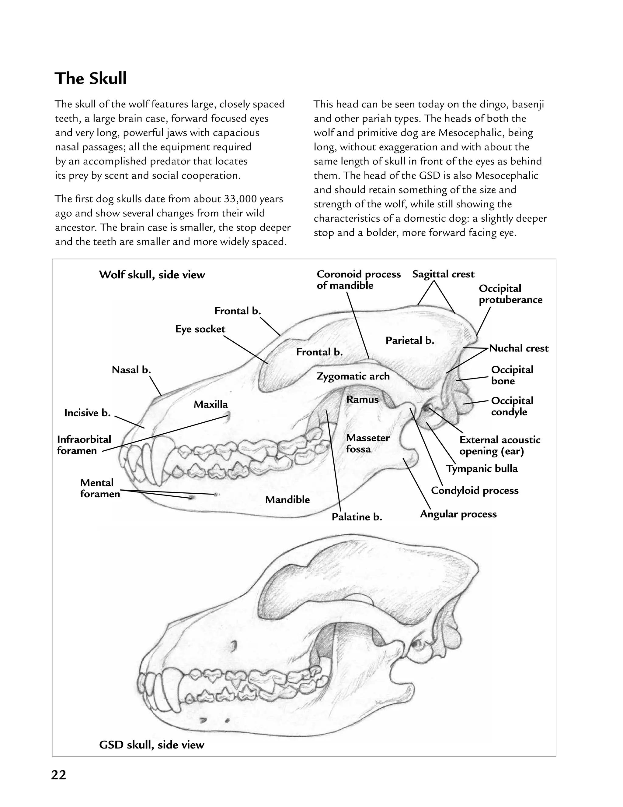 The illustrated-standard-for-the-german-shepherd-dog | PDF