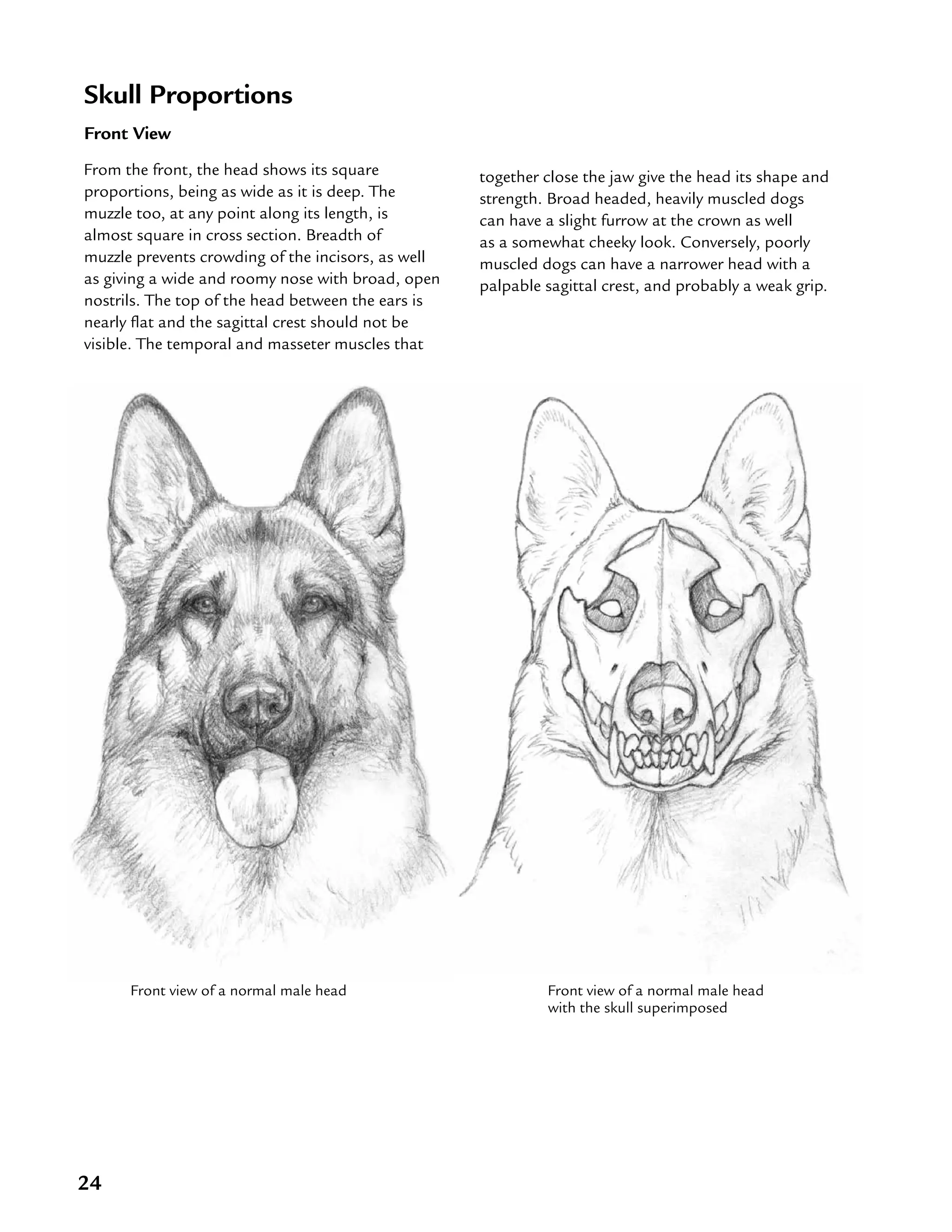 The illustrated-standard-for-the-german-shepherd-dog | PDF