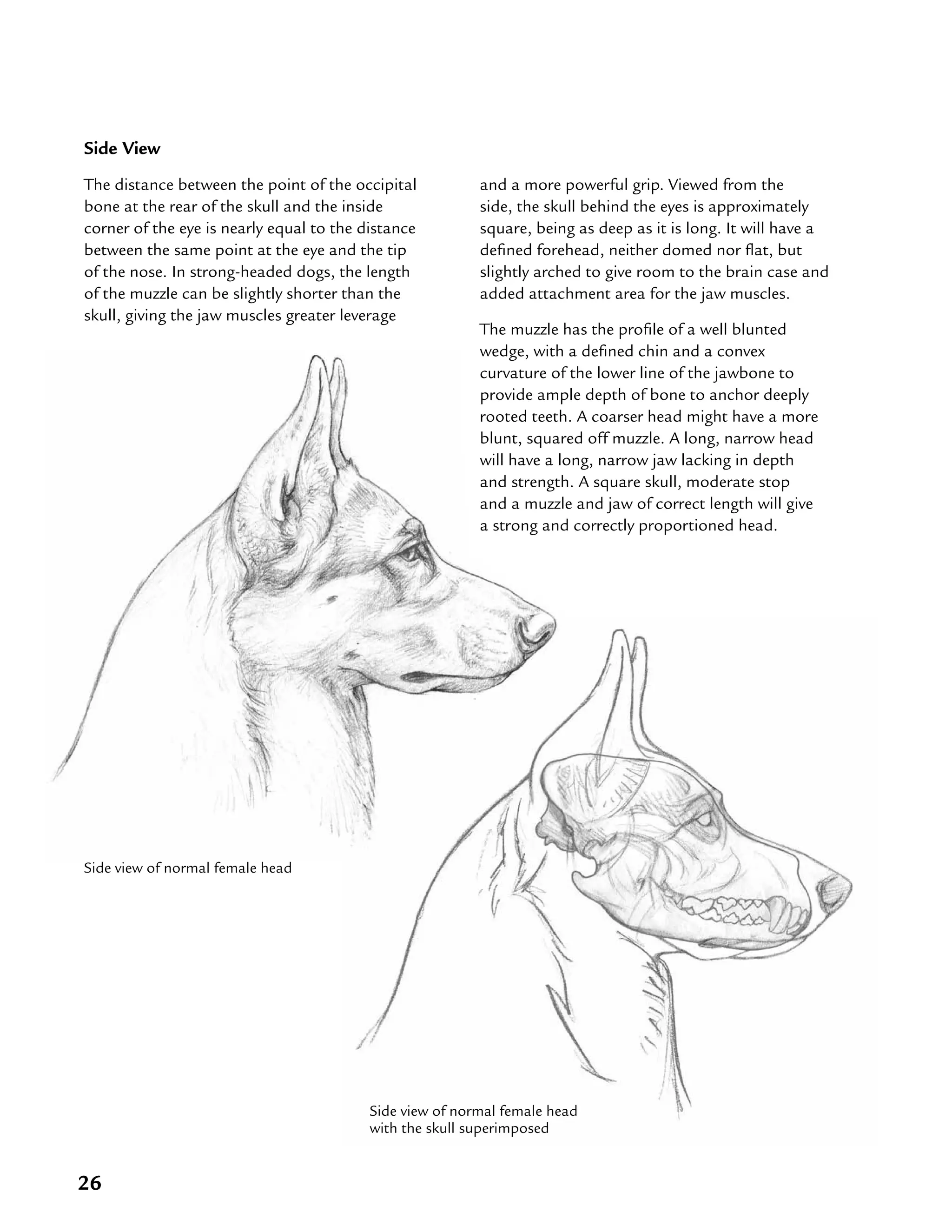 The illustrated-standard-for-the-german-shepherd-dog | PDF