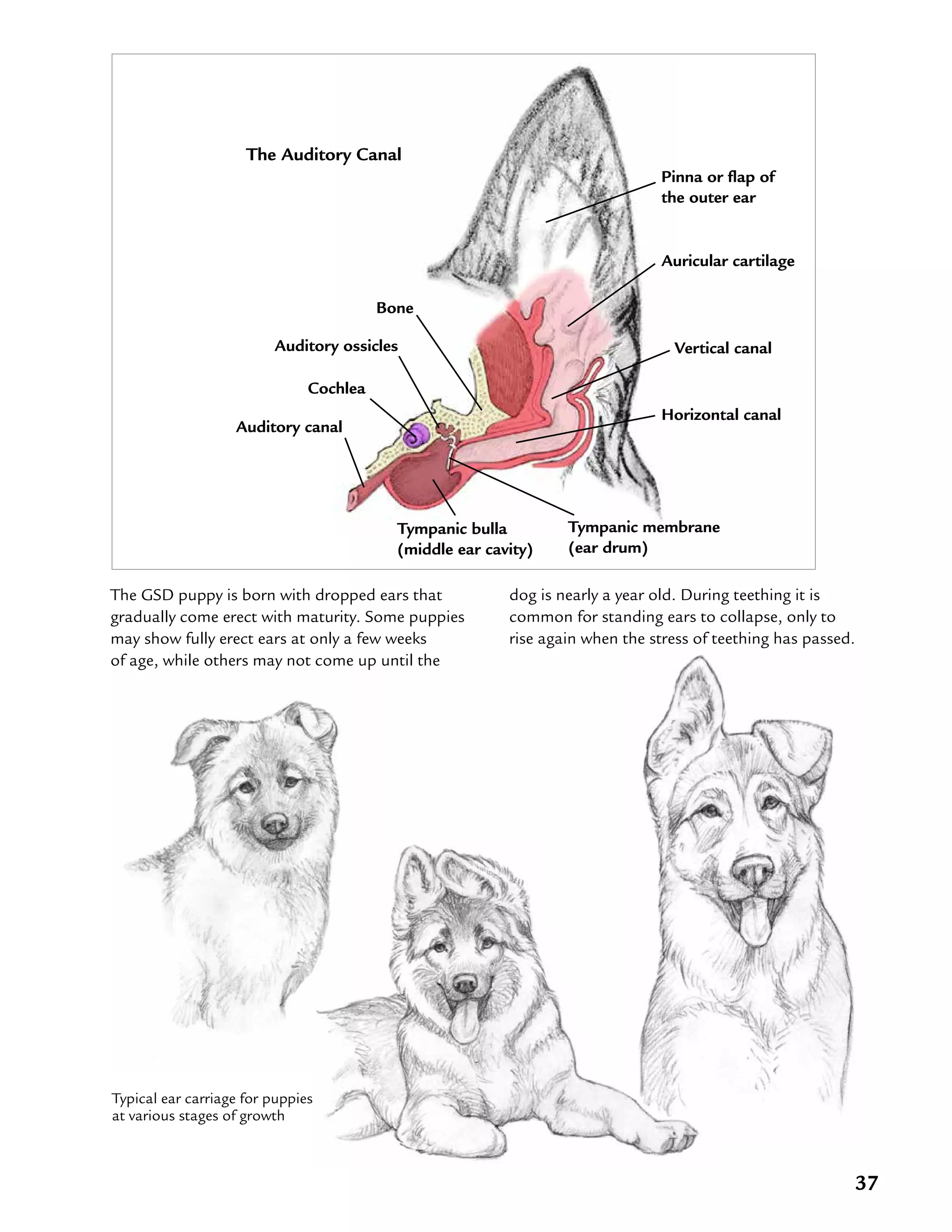 The illustrated-standard-for-the-german-shepherd-dog | PDF
