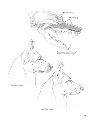The illustrated-standard-for-the-german-shepherd-dog | PDF