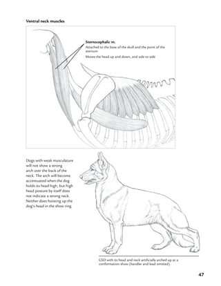 The illustrated-standard-for-the-german-shepherd-dog | PDF