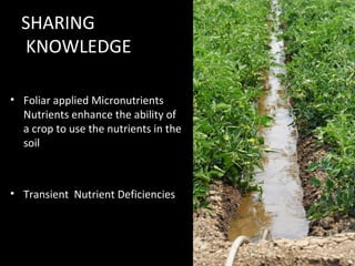 The importance of foliar nutrition in todays modern agriculture | PPT