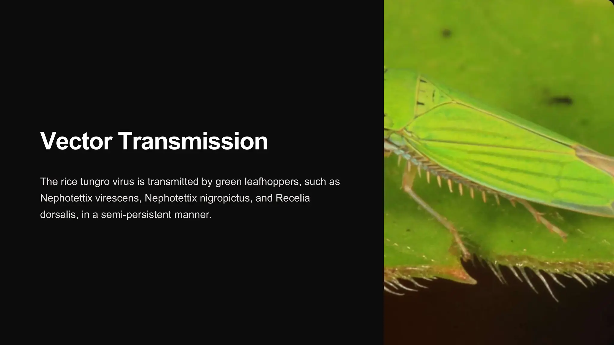 The Tungro Virus: Rice's Invisible Enemy | PPTX