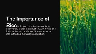 The Tungro Virus: Rice's Invisible Enemy | PPTX