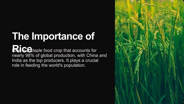 The Tungro Virus: Rice's Invisible Enemy | PPTX | Infectious Diseases ...