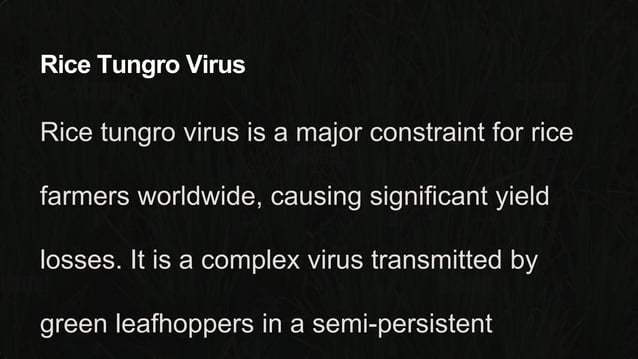 The Tungro Virus: Rice's Invisible Enemy | PPTX | Infectious Diseases ...