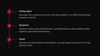 The Tungro Virus: Rice's Invisible Enemy | PPTX