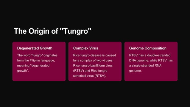 The Tungro Virus: Rice's Invisible Enemy | PPTX | Infectious Diseases ...