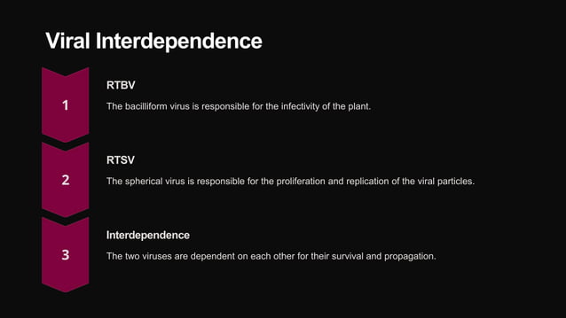 The Tungro Virus: Rice's Invisible Enemy | PPTX | Infectious Diseases ...