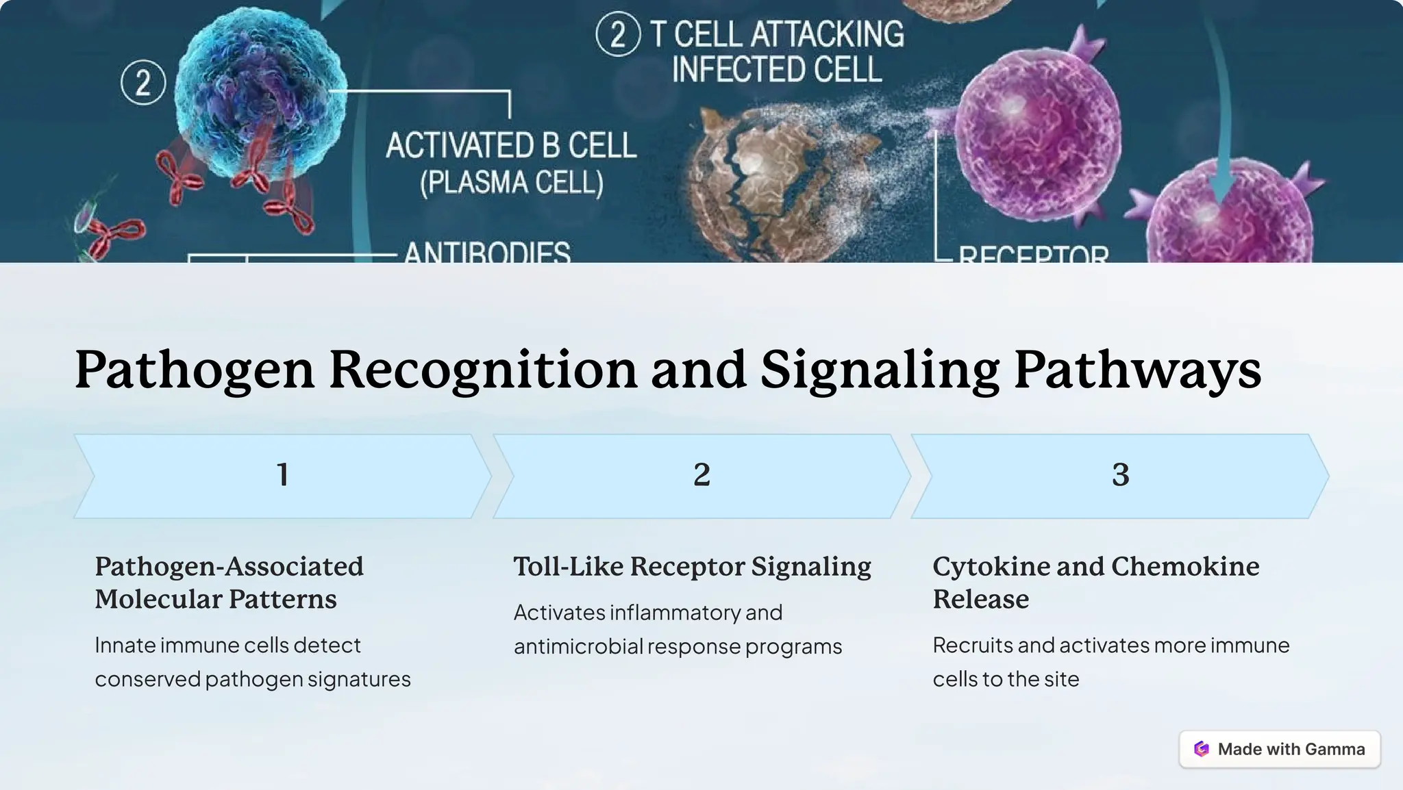 Materi MK Immune The-Innate-Immune-System.pdf