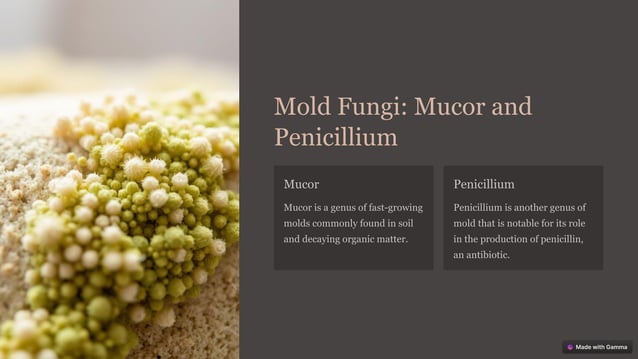 The-Kingdom-of-Fungi ppt 8th grades.pptx