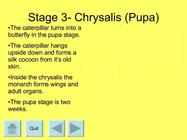 The Life Cycle Of The Monarch Butterfly | PPT