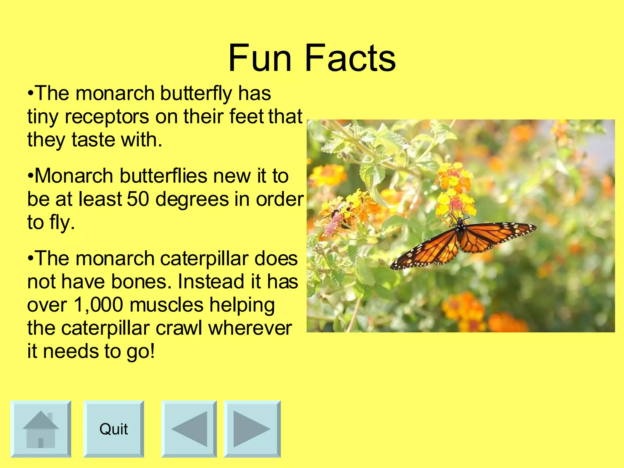 The Life Cycle Of The Monarch Butterfly | PPT