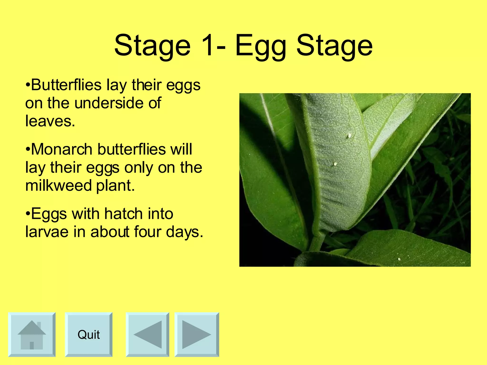 The Life Cycle Of The Monarch Butterfly | PPT