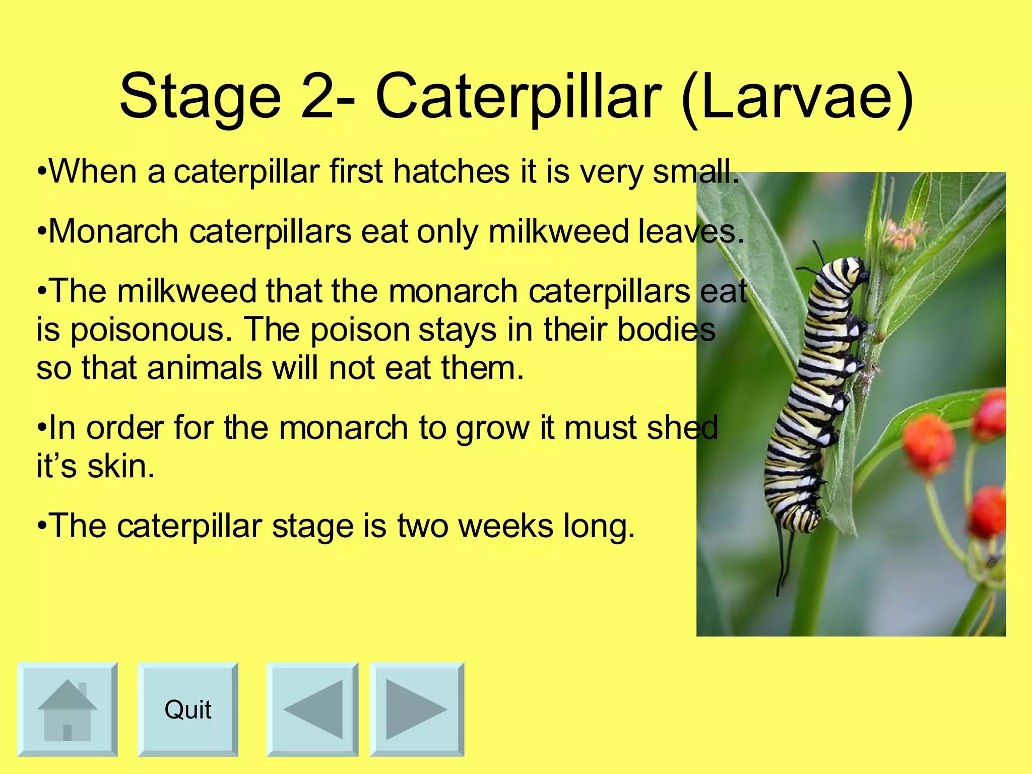 The Life Cycle Of The Monarch Butterfly | PPT