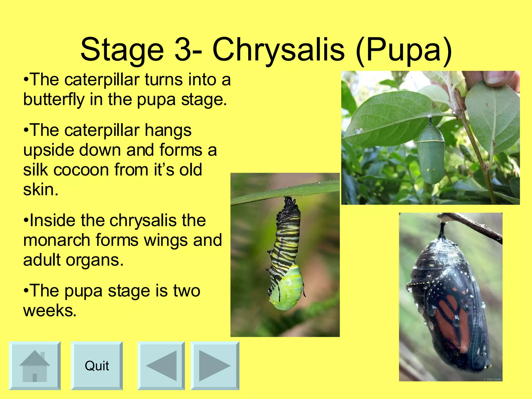 The Life Cycle Of The Monarch Butterfly | PPT