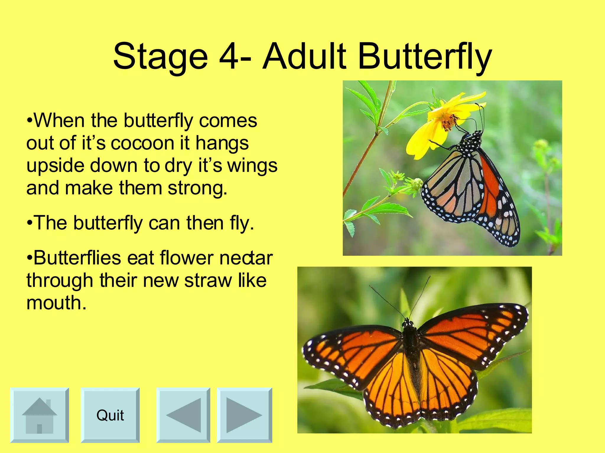 The Life Cycle Of The Monarch Butterfly | PPT