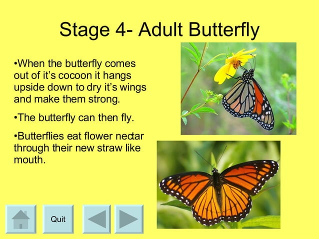 The Life Cycle Of The Monarch Butterfly Ppt