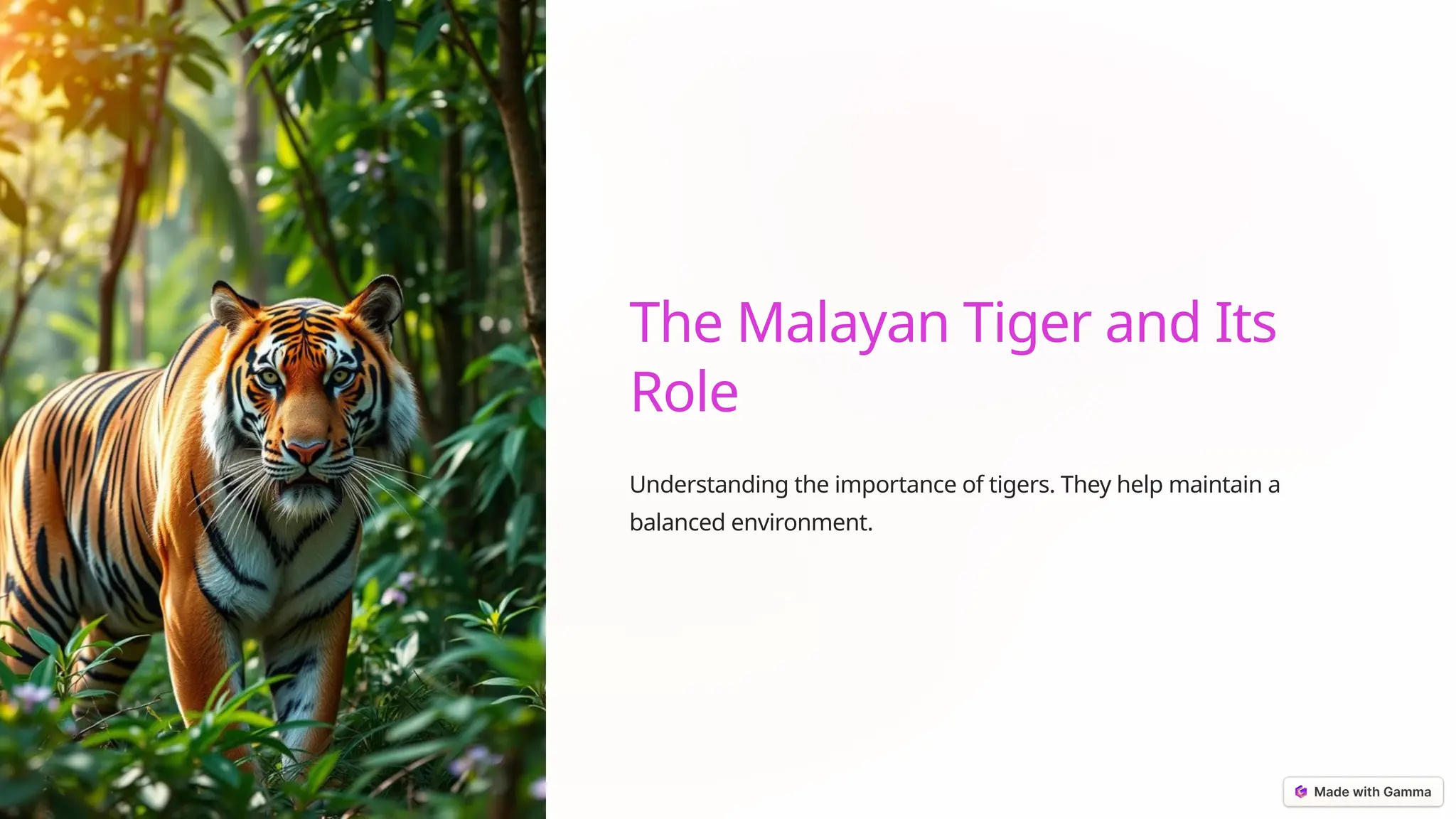 The-Malayan-Tiger pptx role form 2 science | PPTX