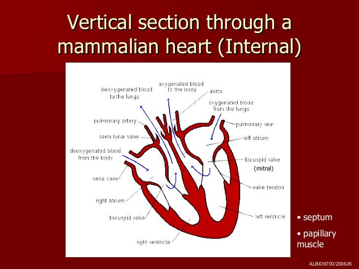 The Mammalian Heart