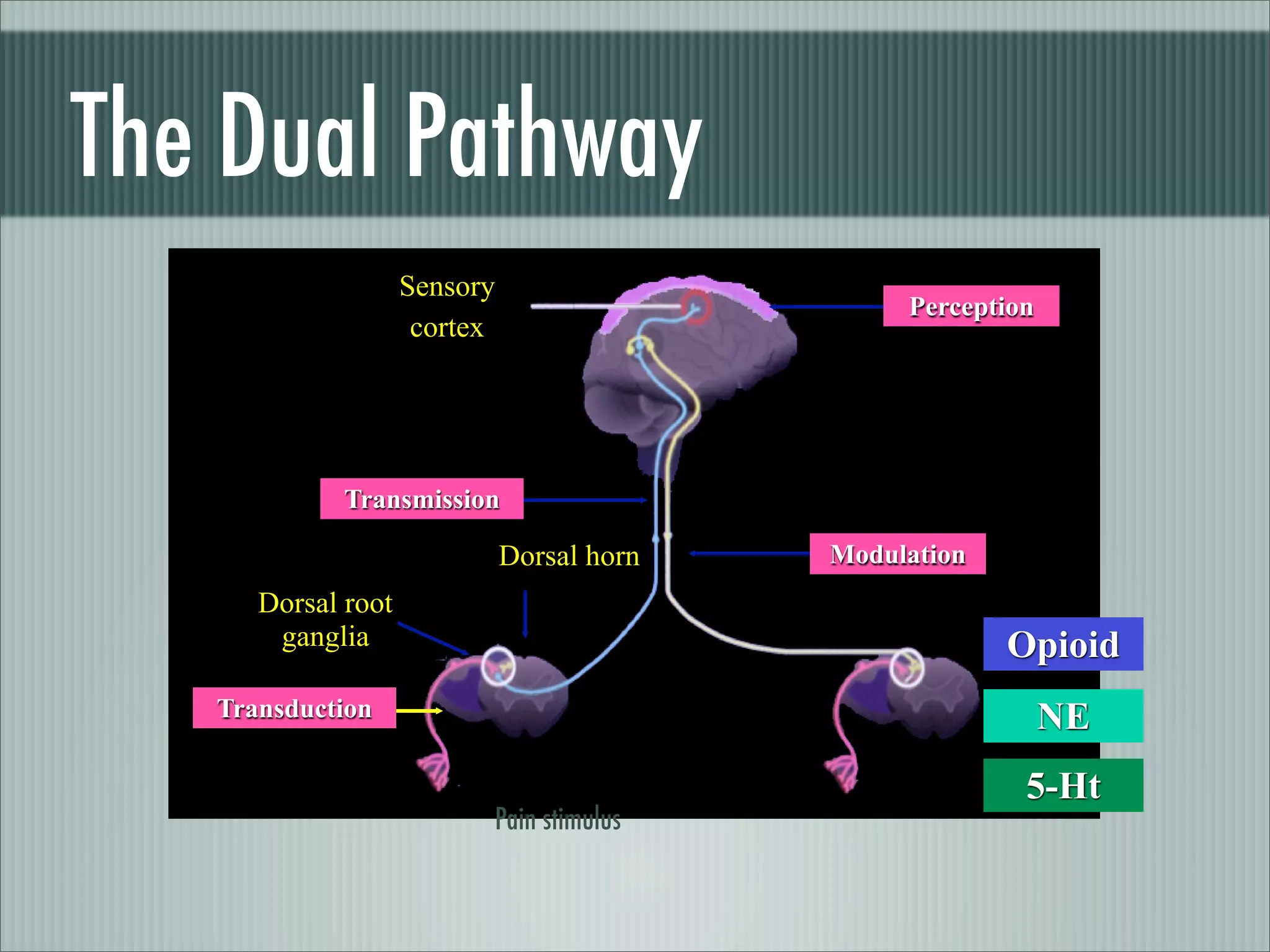 疼痛機制 The mechanism of Pain | PPT