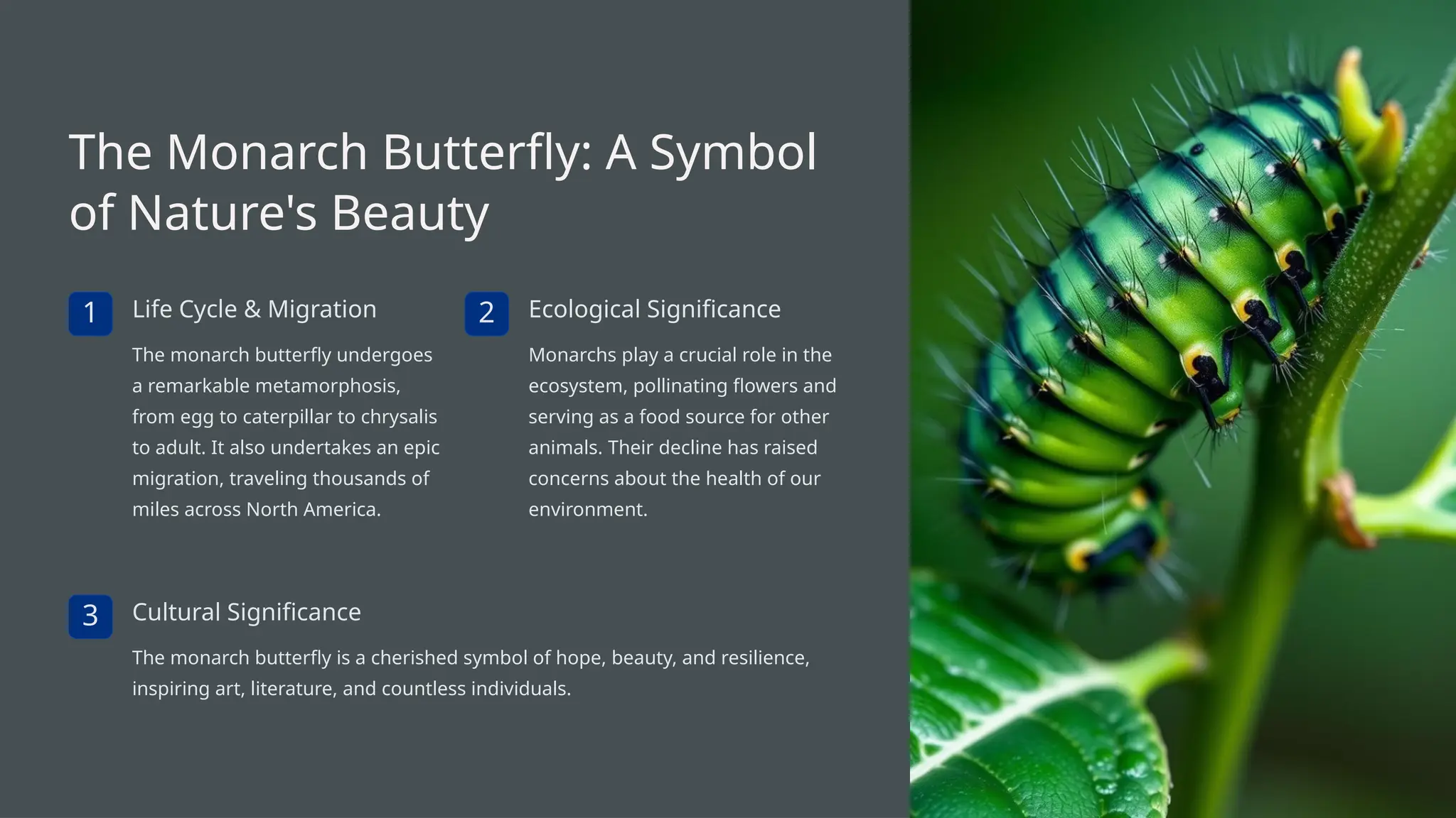 The-Monarch-Butterfly-and-the-Biotech-Controversy.pptx