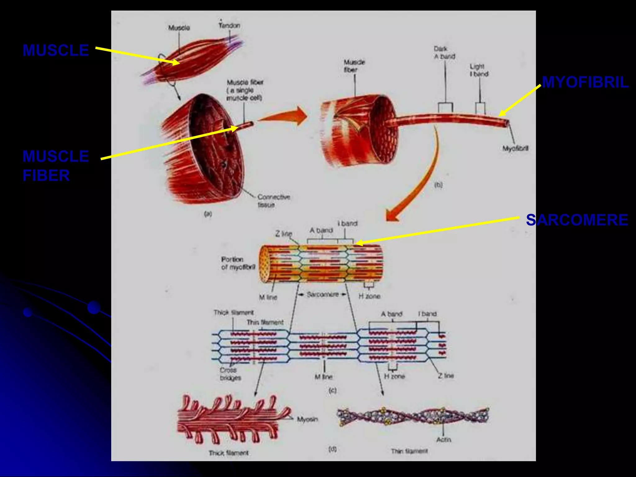 the-muscular-system.ppt