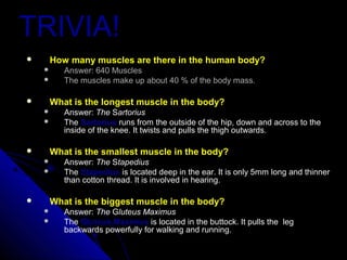 The muscular-system-powerpoint-1227697713114530-8 | PPT