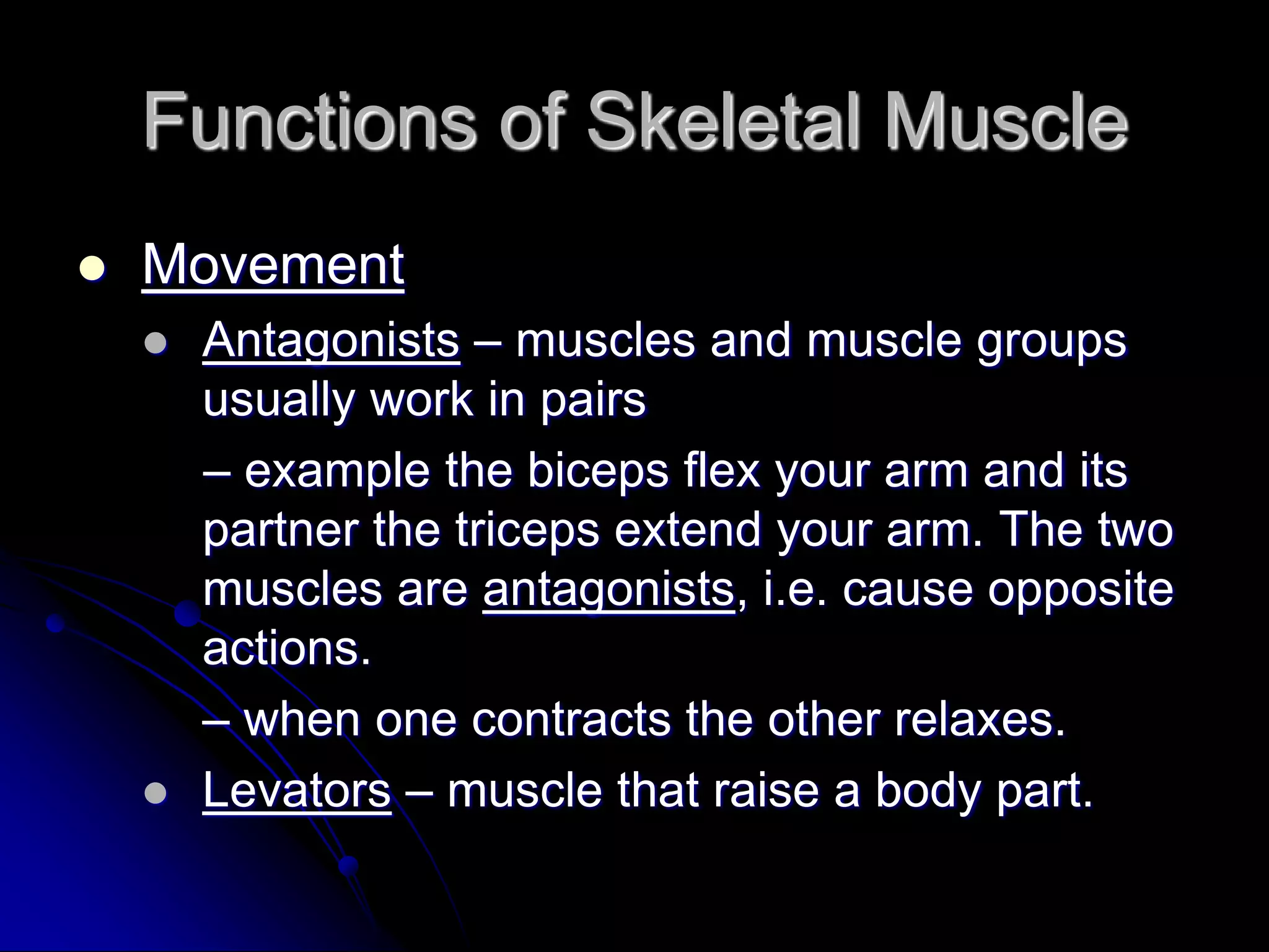 The muscular-system-powerpoint-1227697713114530-8 | PPTX
