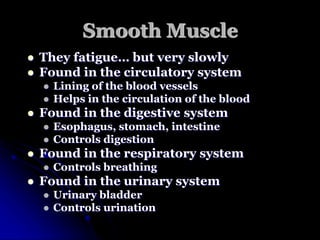 The muscular-system-powerpoint-1227697713114530-8 | PPTX