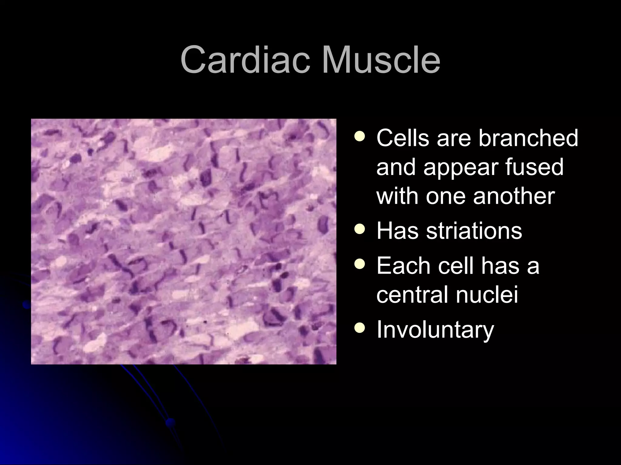 The Muscular System Powerpoint | PPT