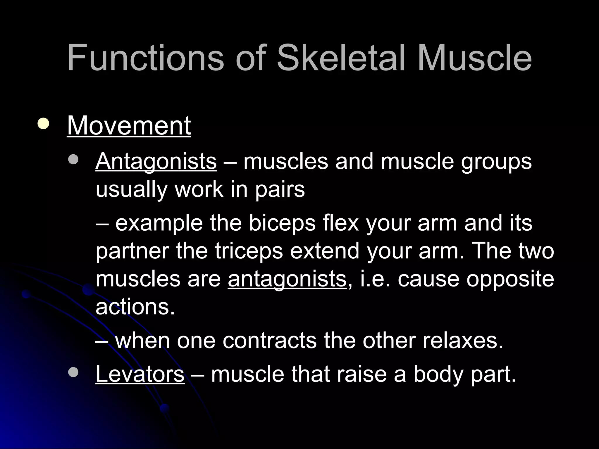 The Muscular System Powerpoint | PPT