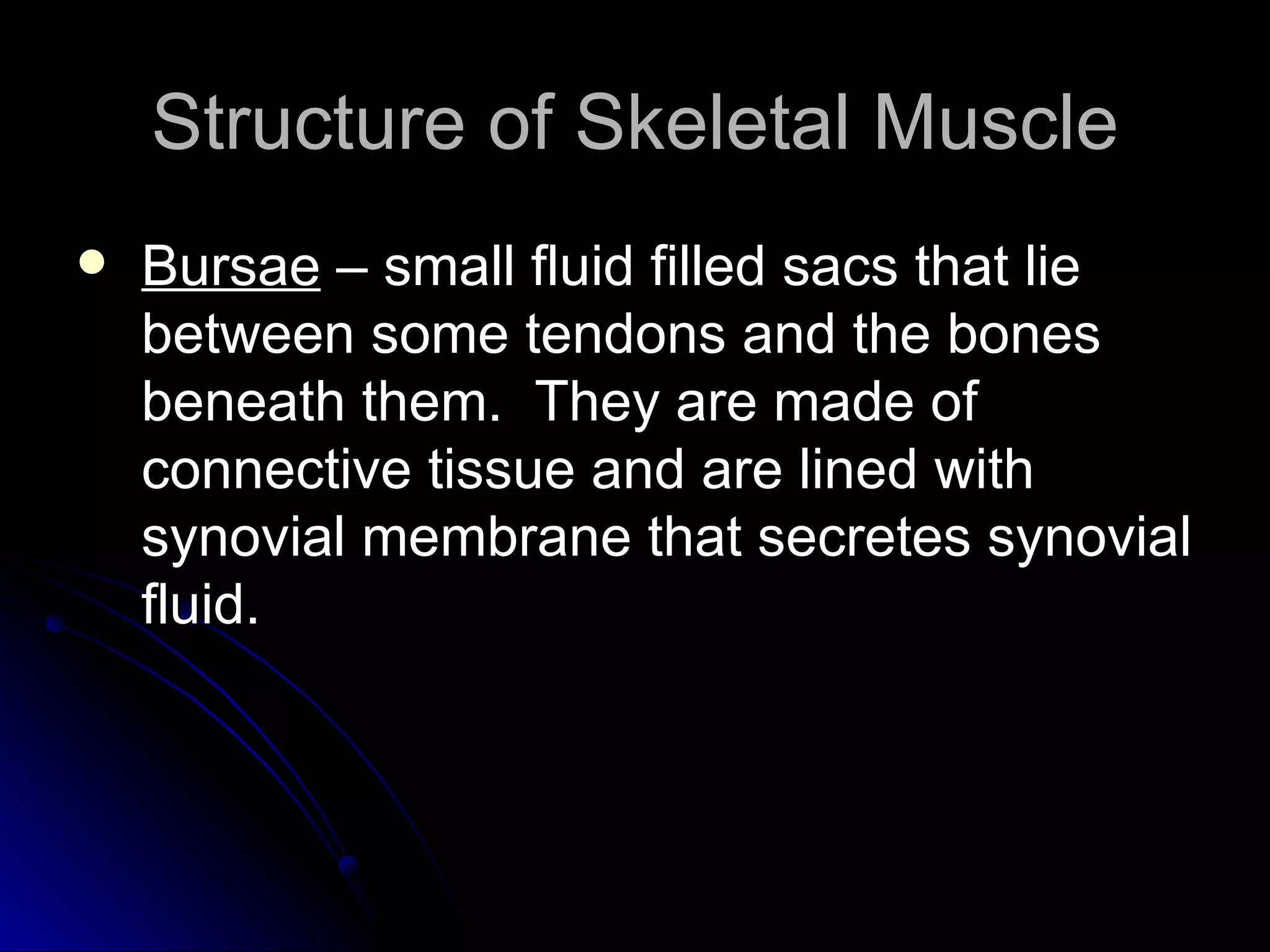 The Muscular System Powerpoint | PPT
