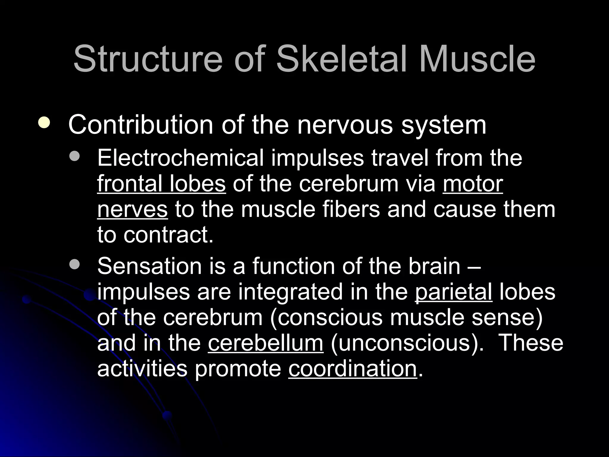 The Muscular System Powerpoint | PPT
