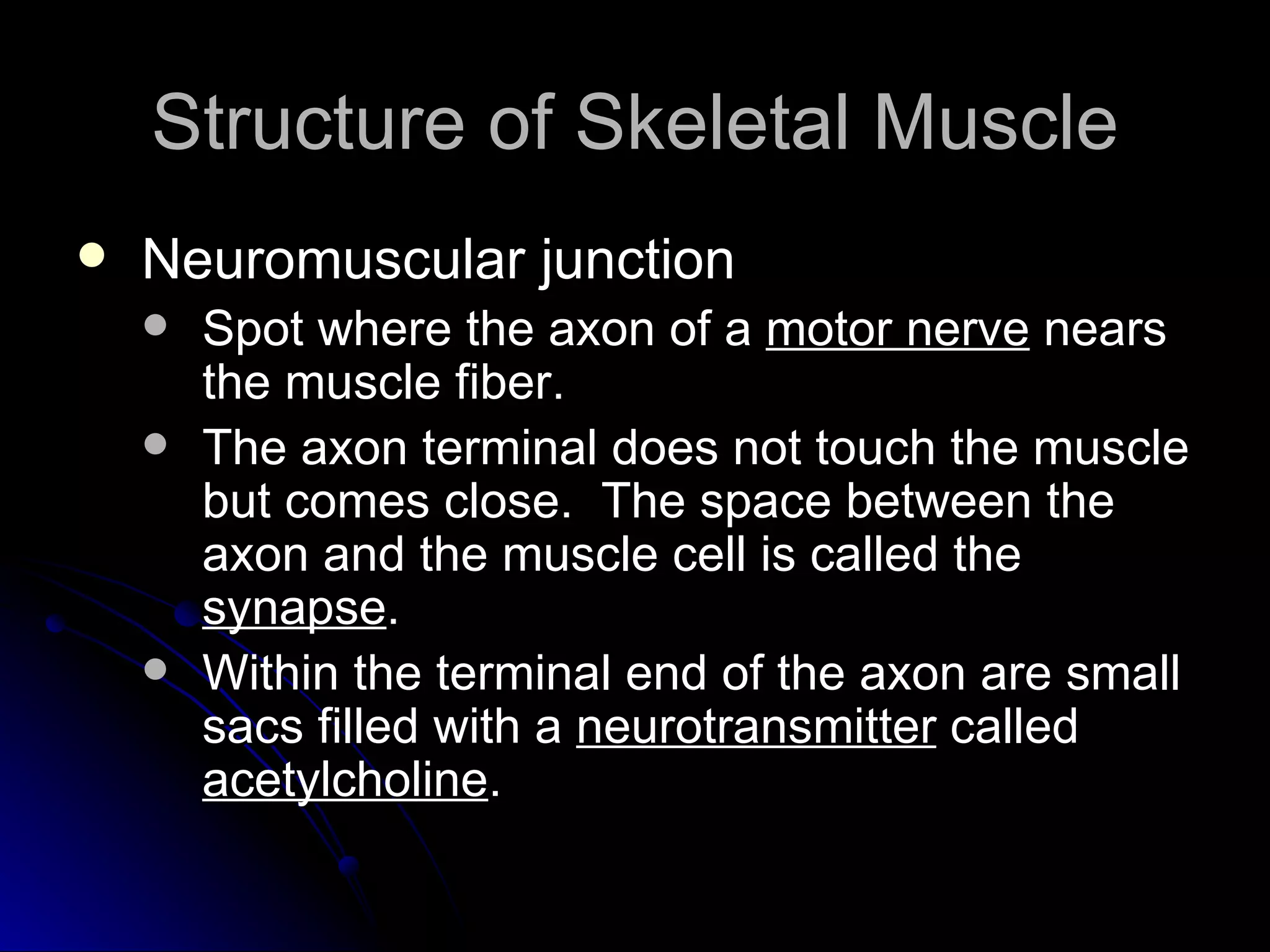 The Muscular System Powerpoint | PPT