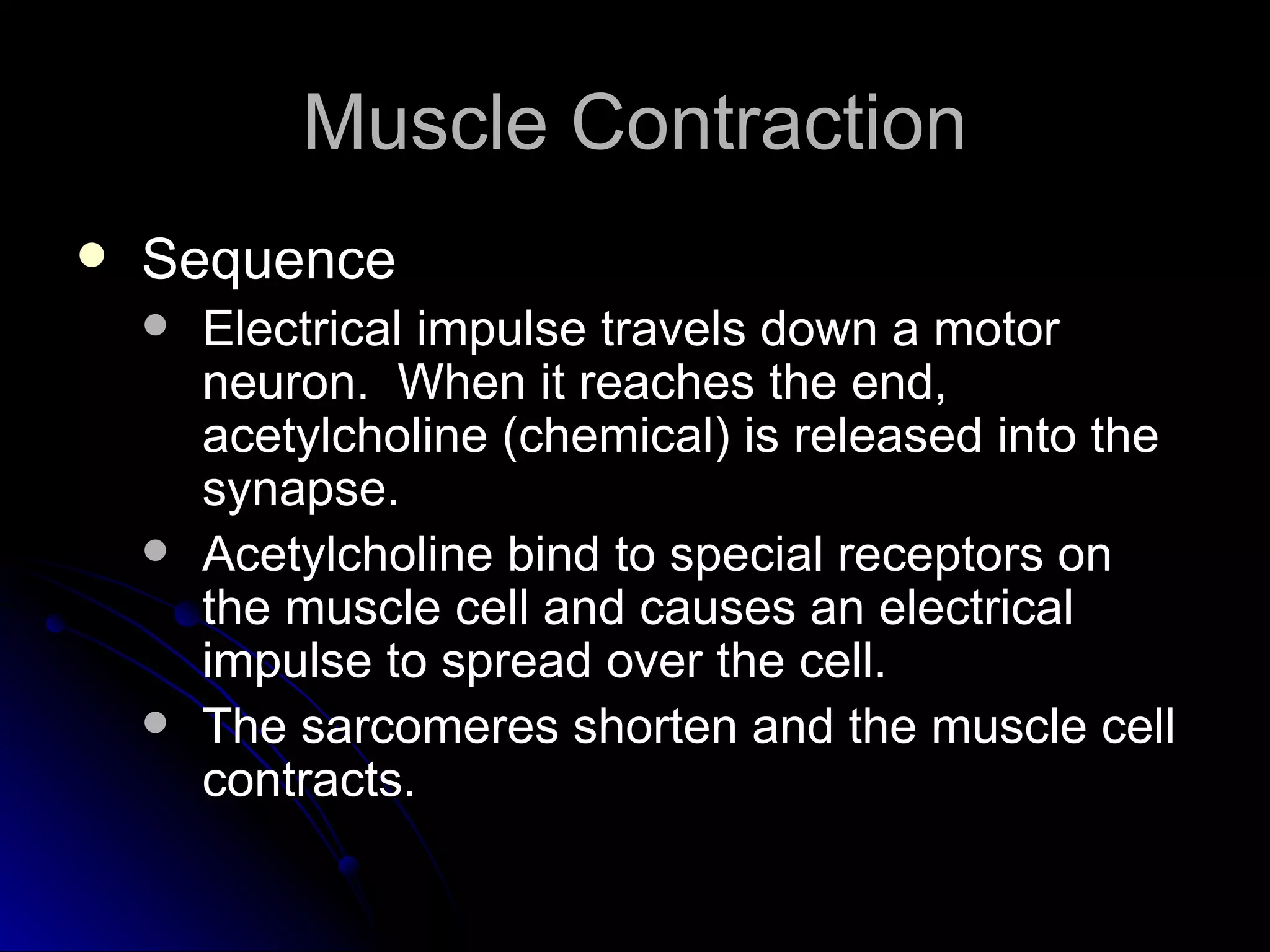 The Muscular System Powerpoint | PPT