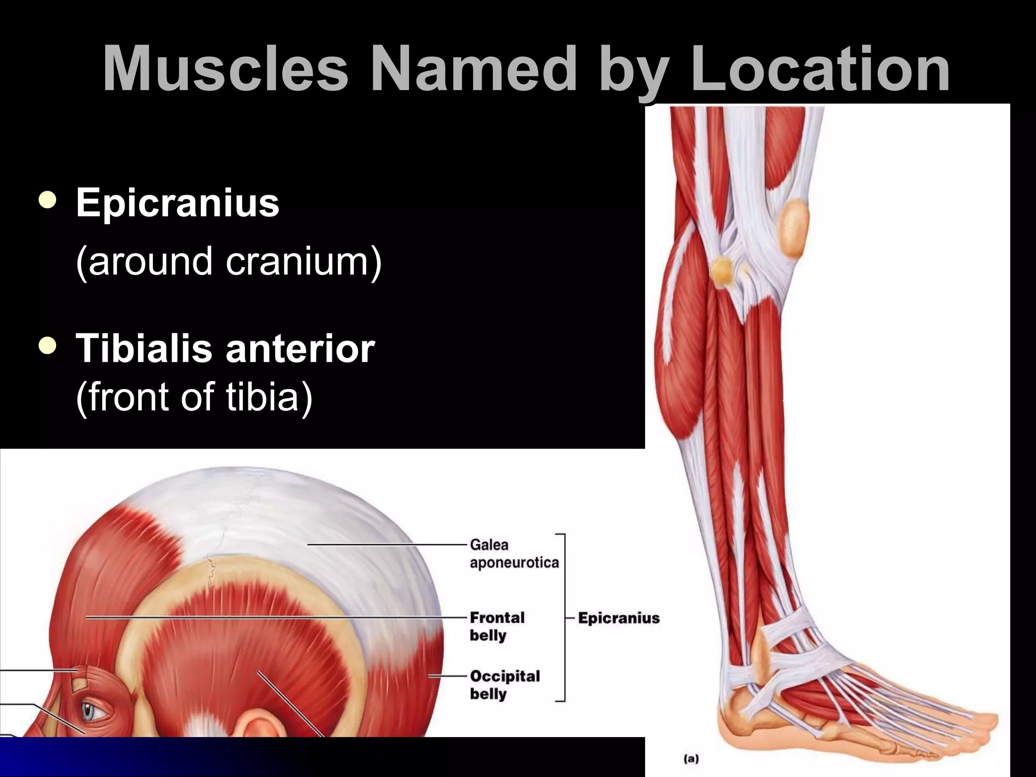 The Muscular System Powerpoint | PPT