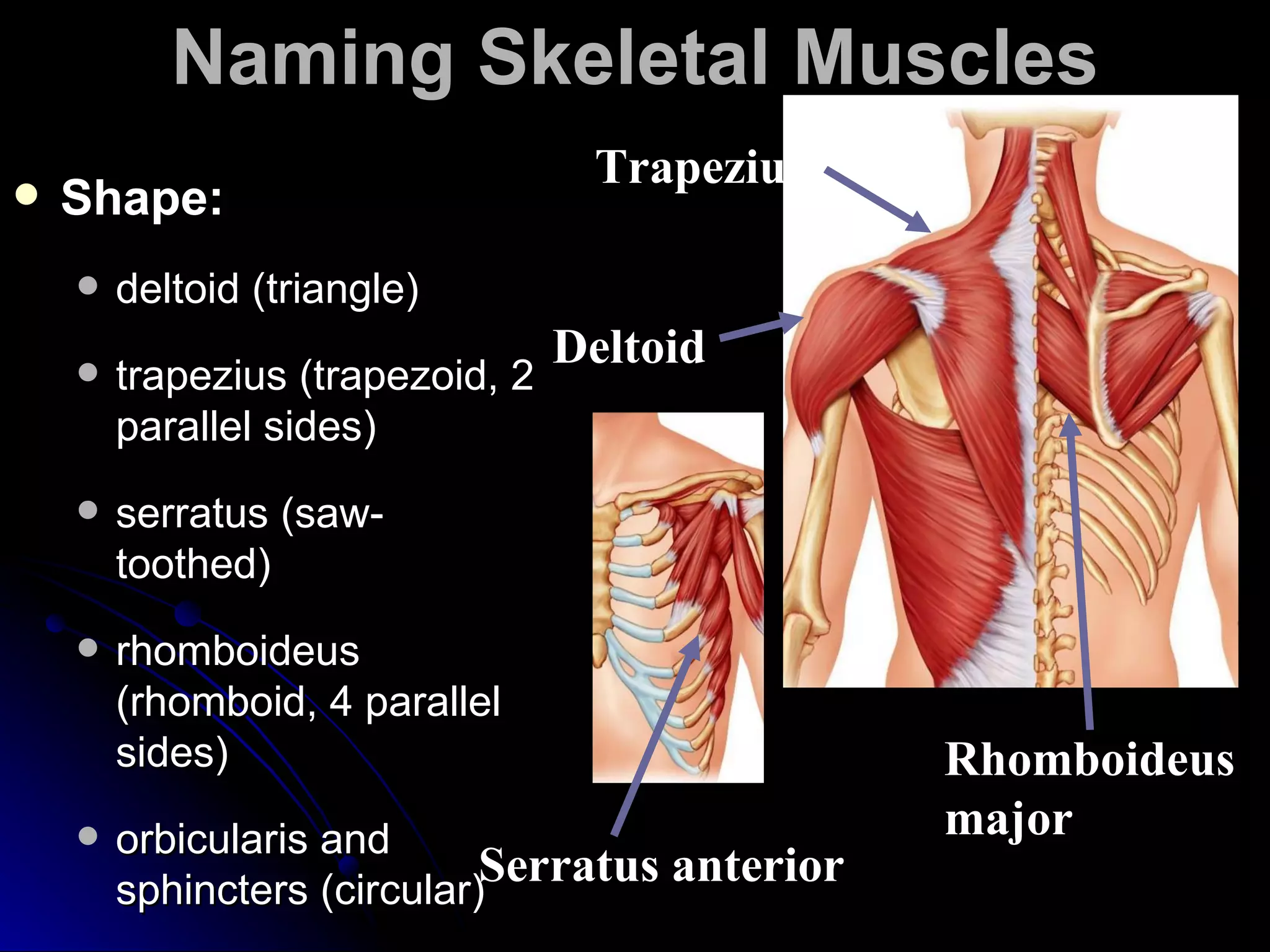 The Muscular System Powerpoint | PPT