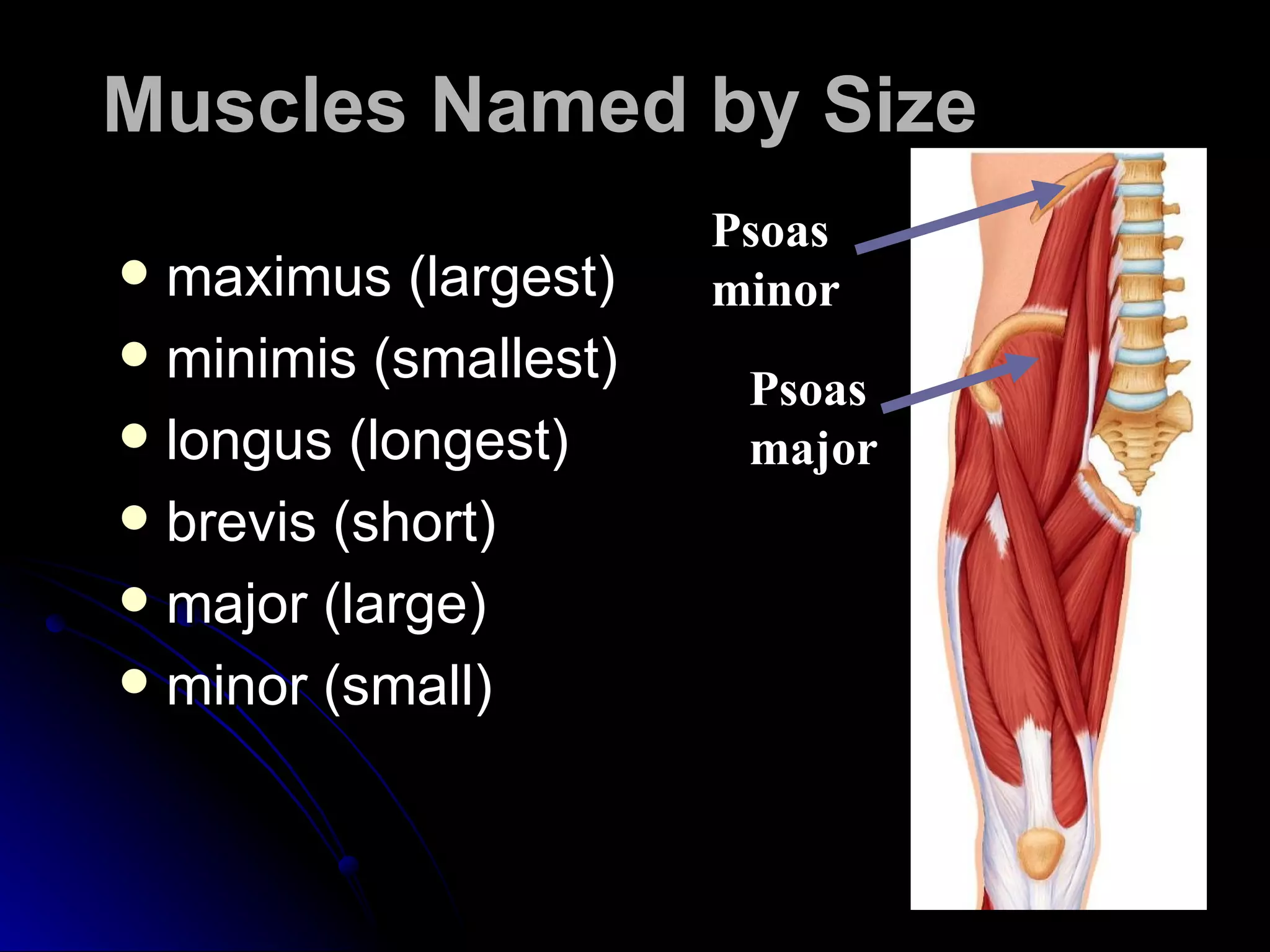 The Muscular System Powerpoint | PPT