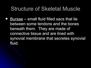 The Muscular System Powerpoint | PPT