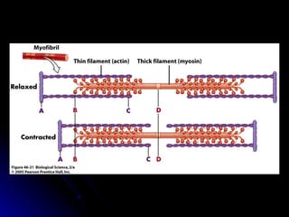 The Muscular System Powerpoint | PPT